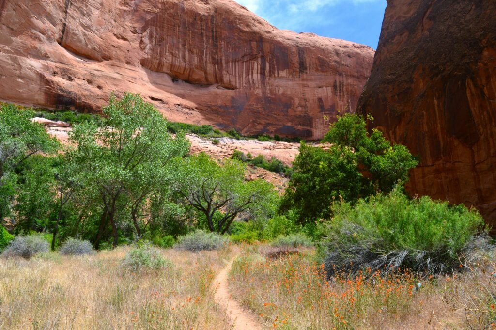 Best Desert Hiking Trails: Expert Guide + Tips